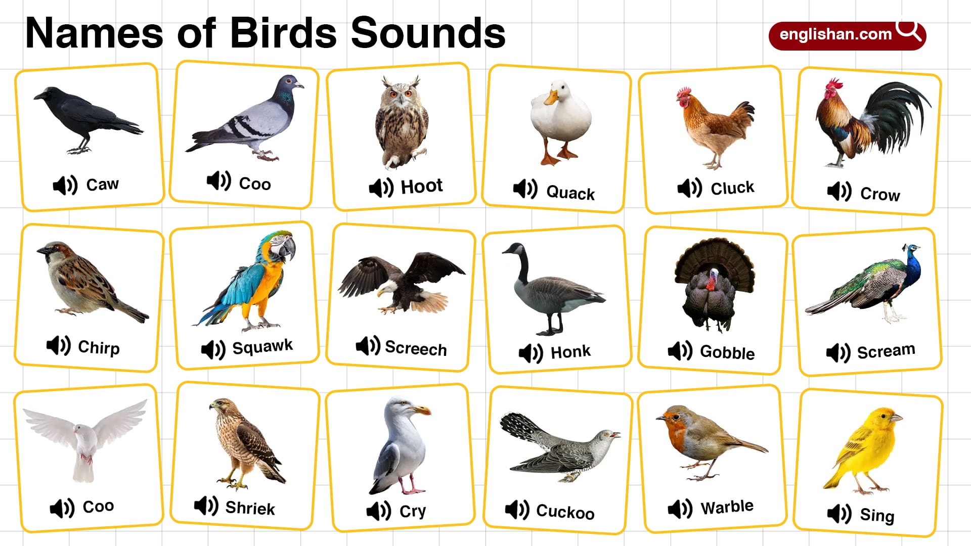 Names of Birds Sounds in English with their Pictures