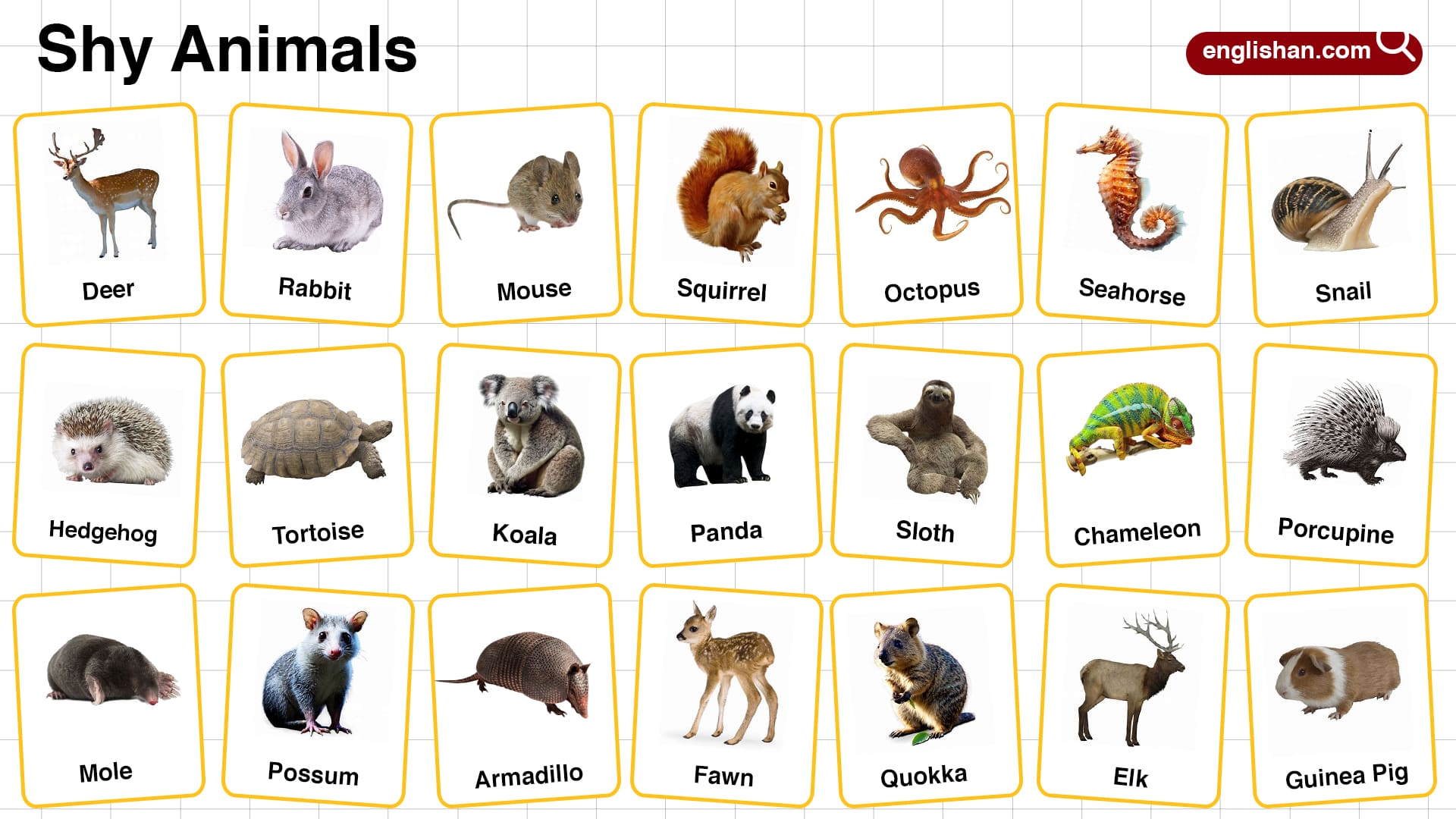 Shy Animals Names in English with their Pictures