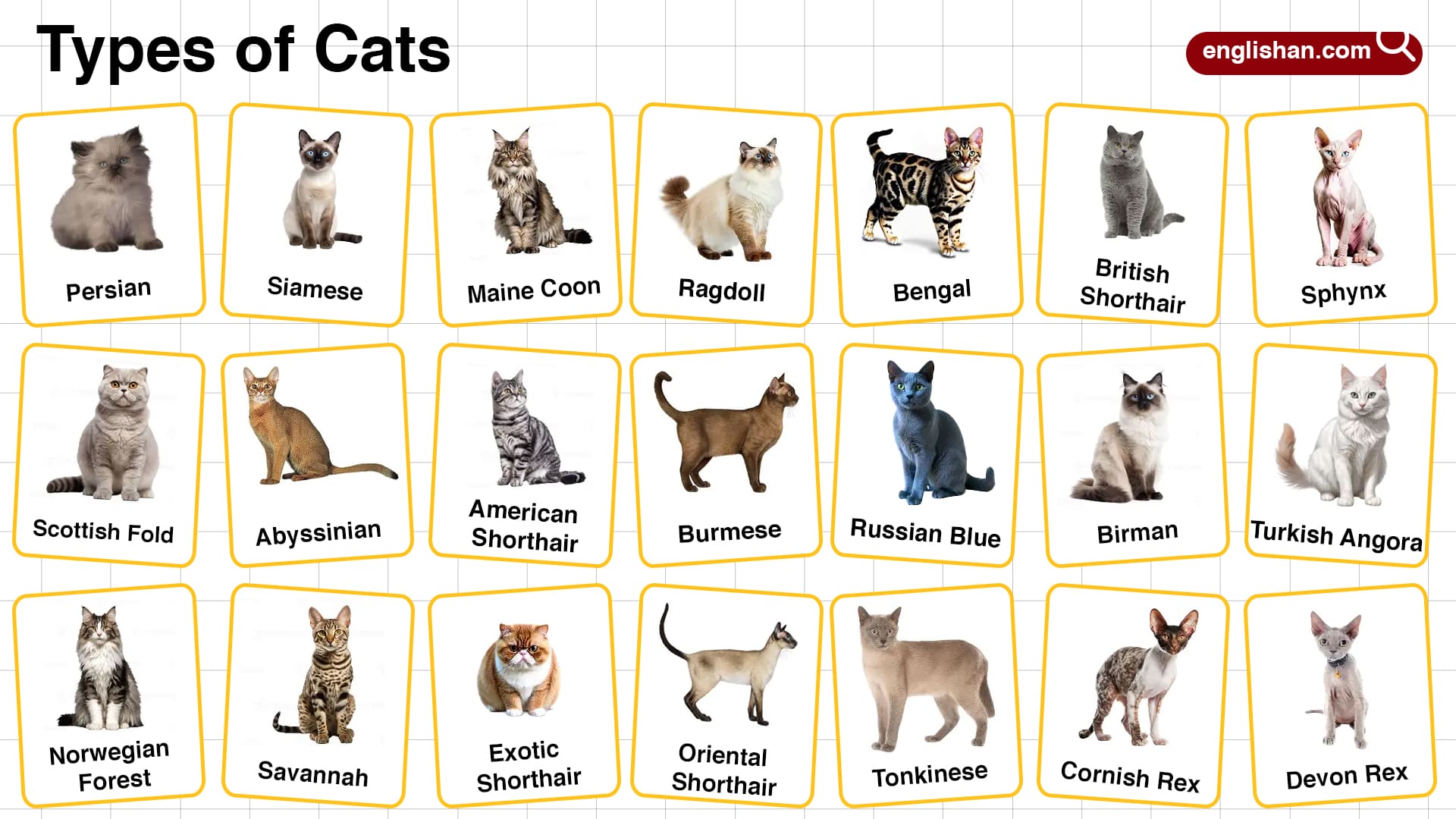 Types of Cats in English with their Pictures