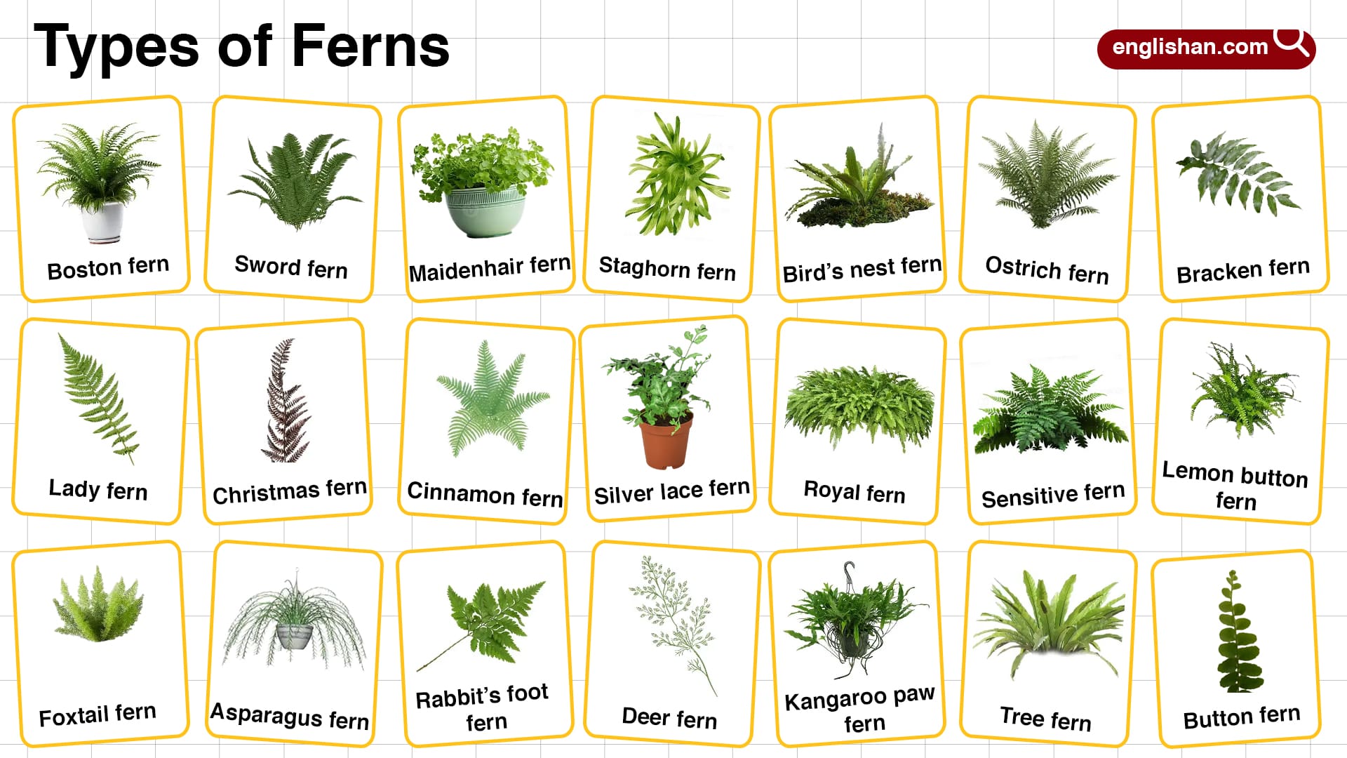 Types of Ferns in English with their Pictures