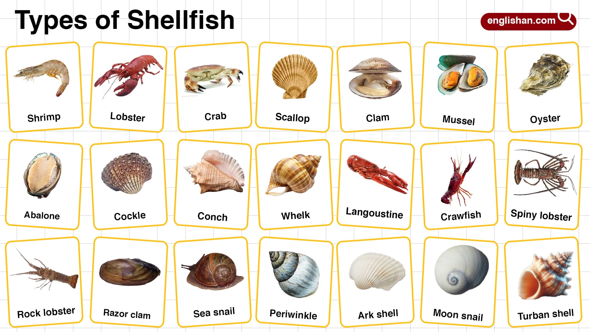 Types of Shellfish in English with their Pictures