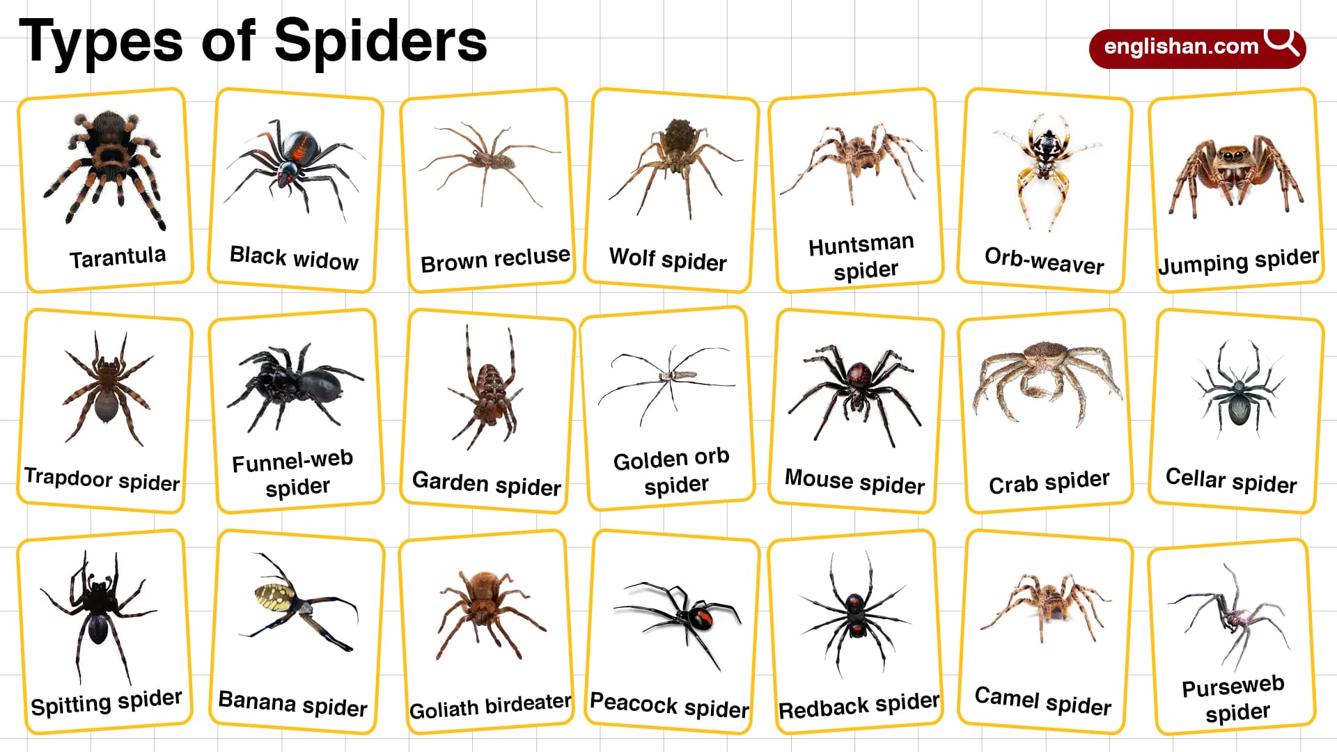 Types of Spiders in English with their Pictures