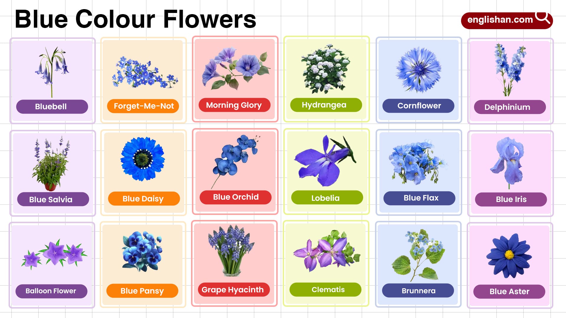 Blue Colour Flowers Name in English with their Pictures