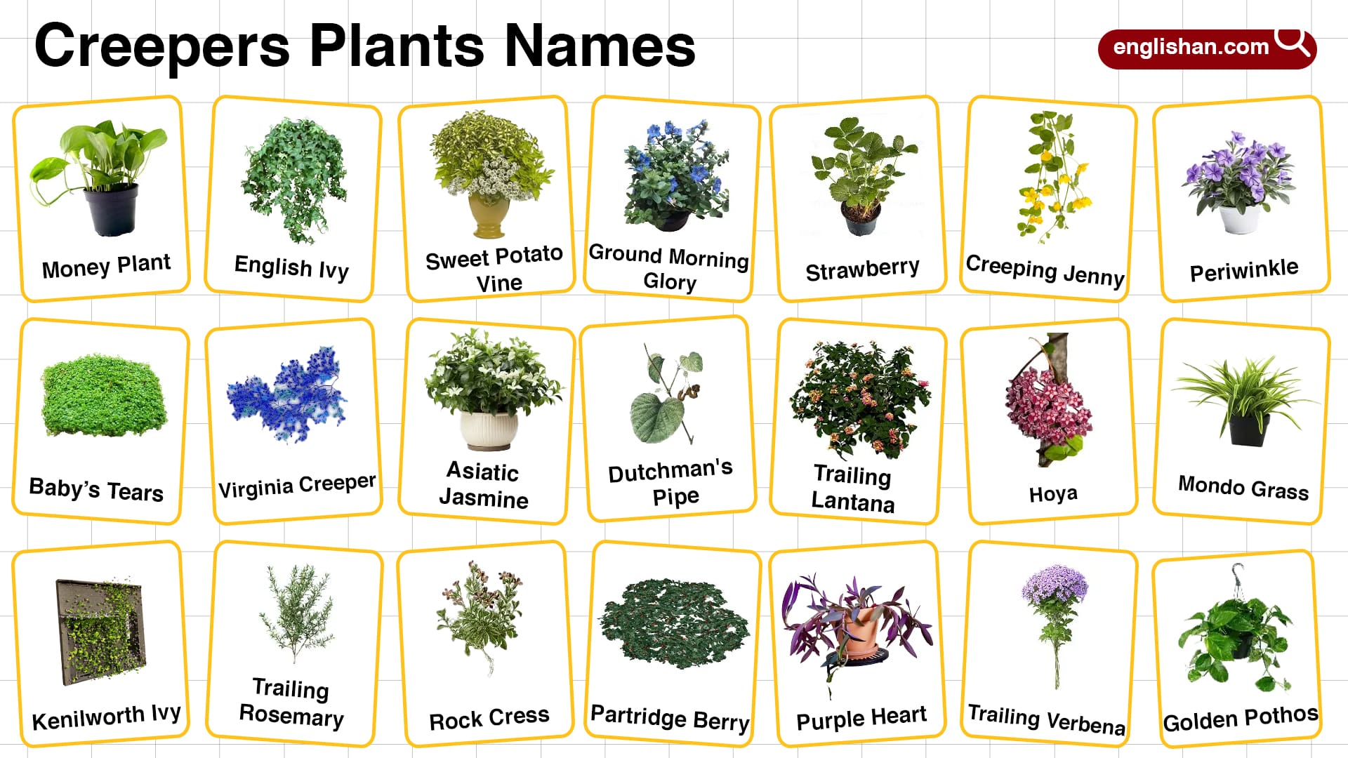 Creepers Plants Names in English with their Pictures