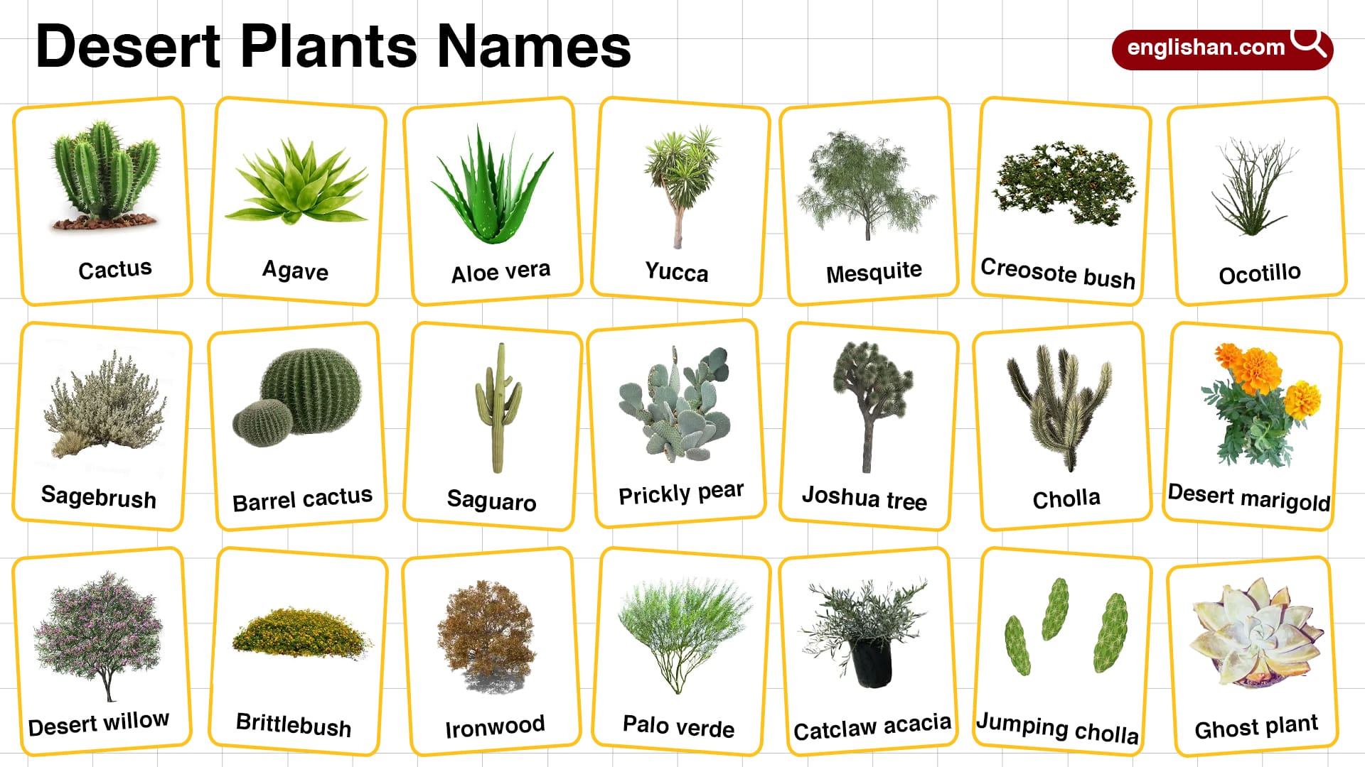 Desert Plants Names in English with their Pictures