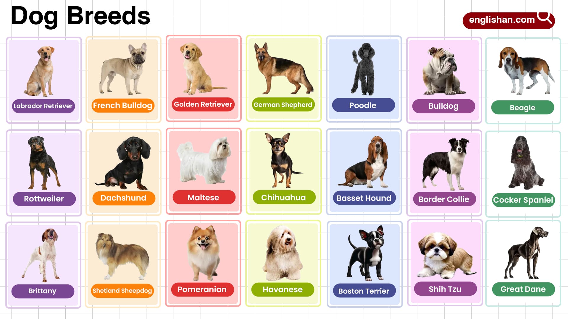 Dog Breeds A to Z With Pictures and Traits