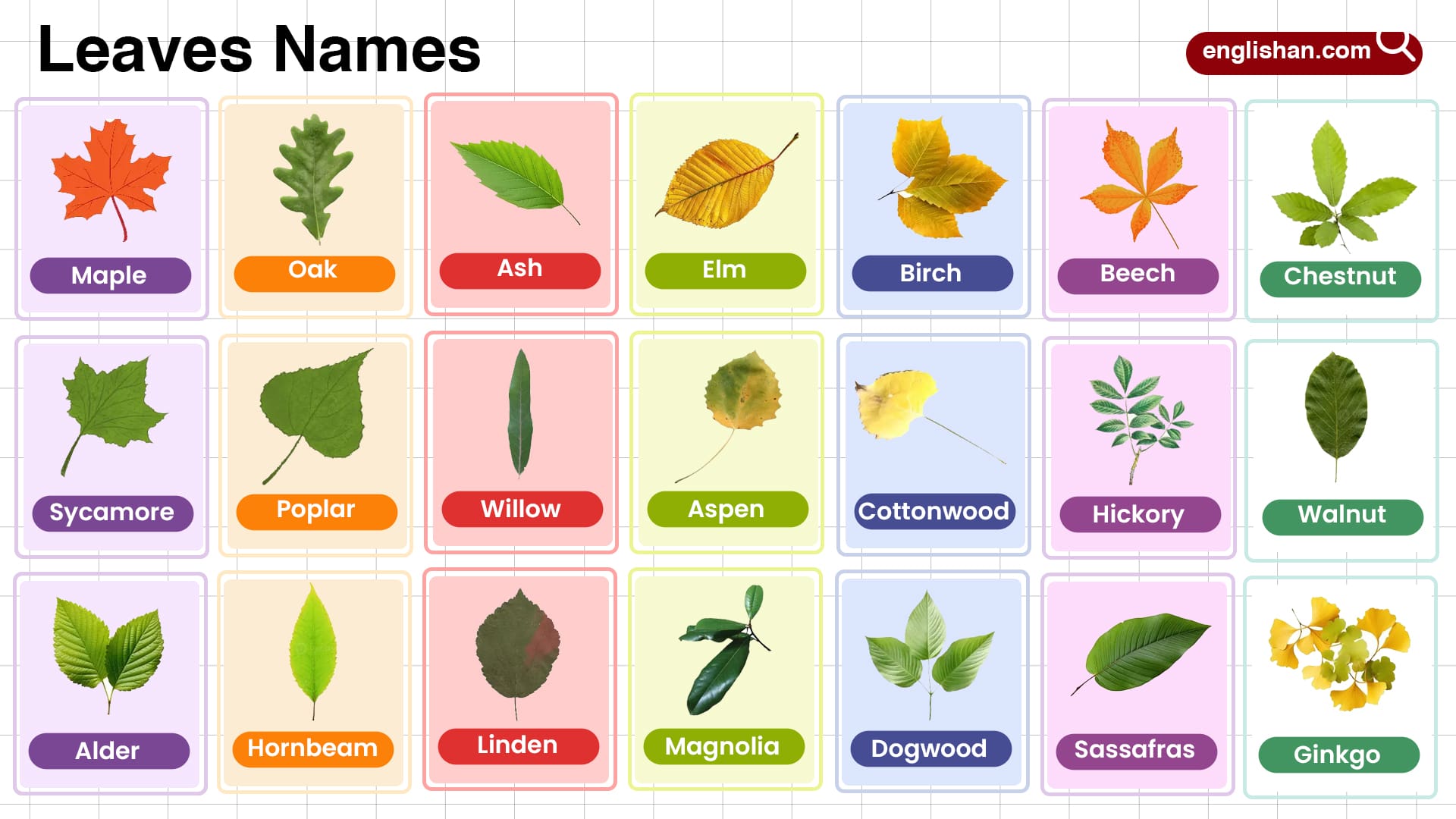 Leaves Names in English with their Pictures