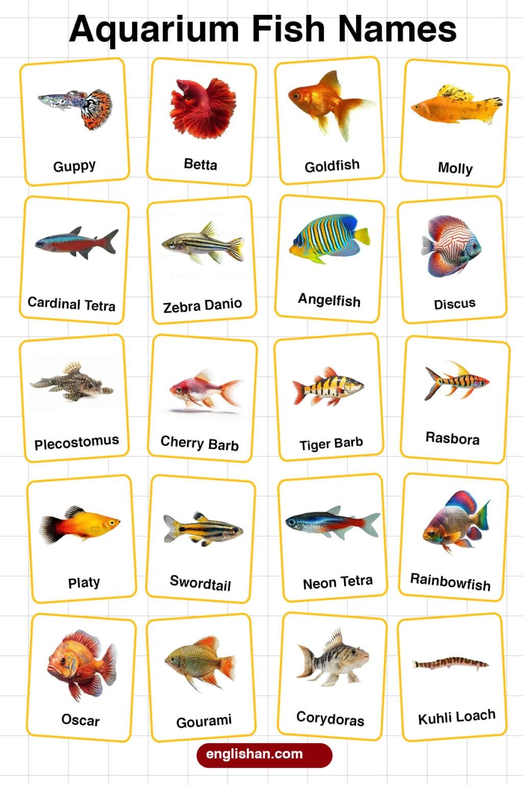 Aquarium Fish Names in English with their Pictures