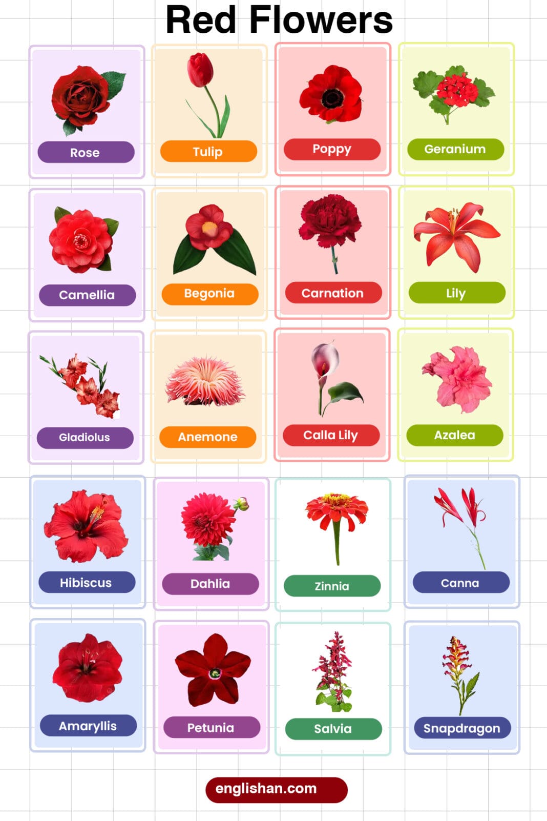 Red Flowers Name in English with their Pictures
