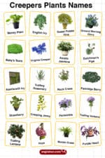 Creepers Plants Names in English with their Pictures