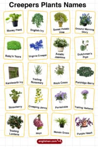 Creepers Plants Names in English with their Pictures