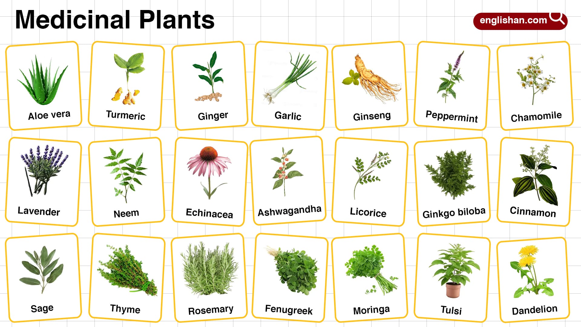 Medicinal Plants Names in English with their Pictures
