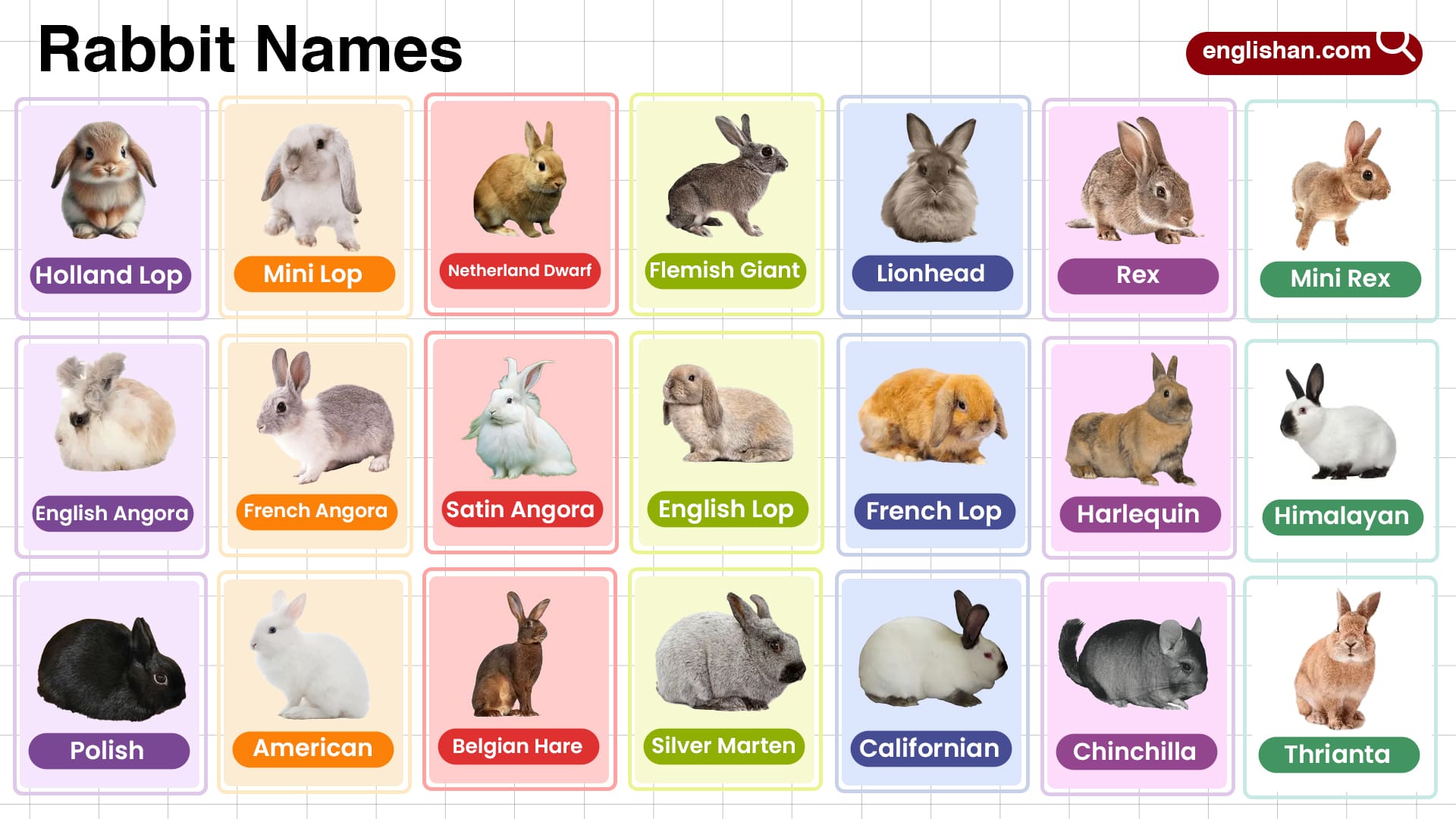 Rabbit Names in English with their Pictures