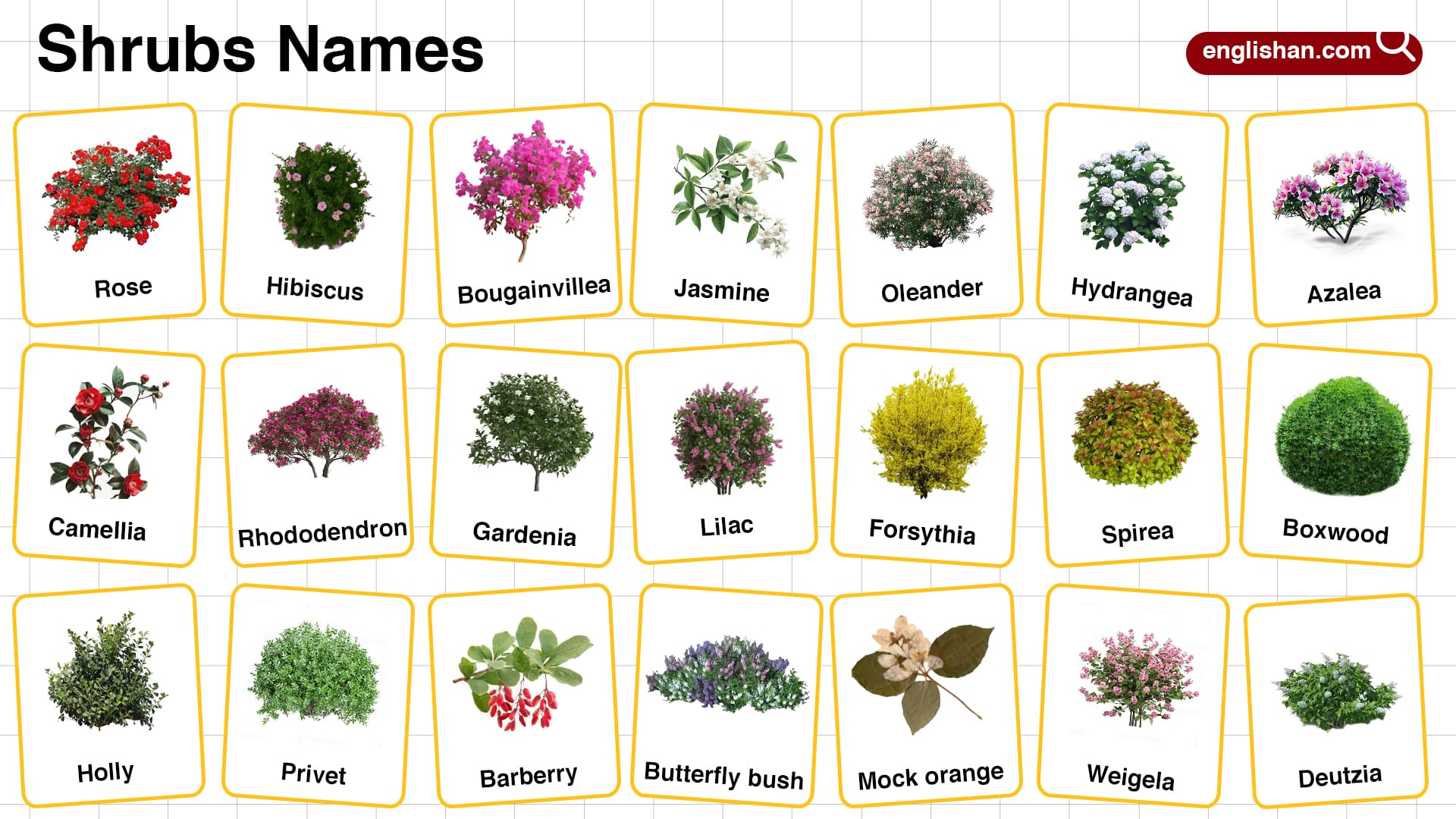Shrubs Names in English with their Pictures