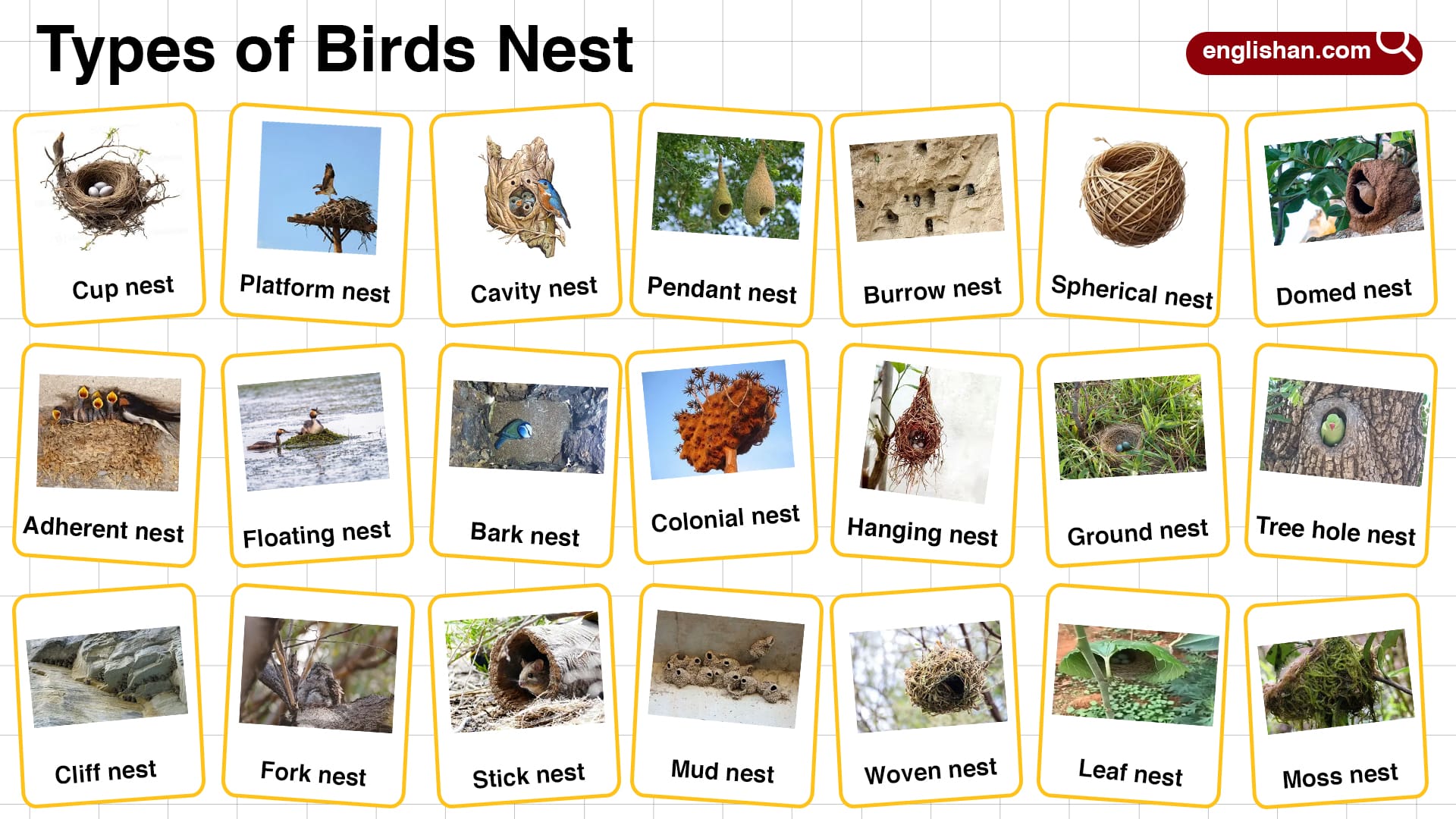 Types of Birds Nest Names in English with their Pictures