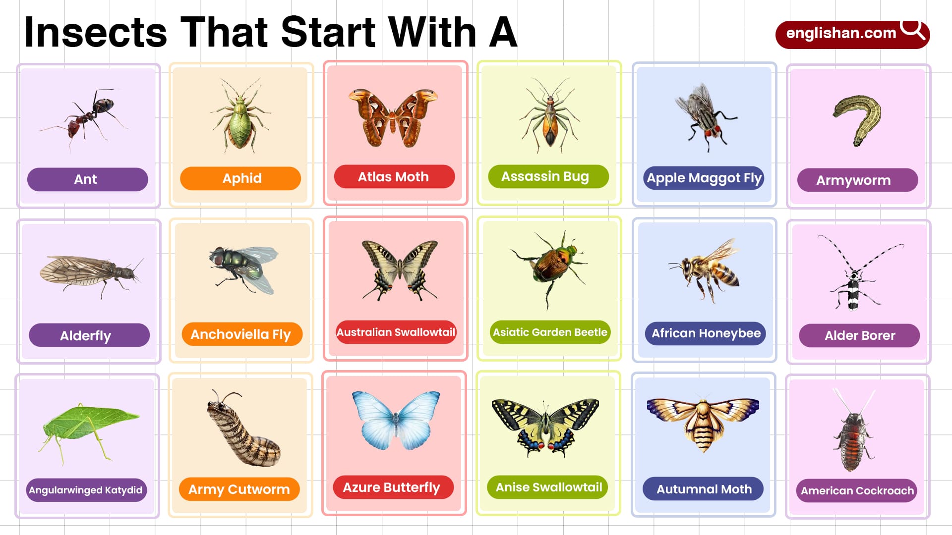Insects That Start with A | Extensive 300 Words List