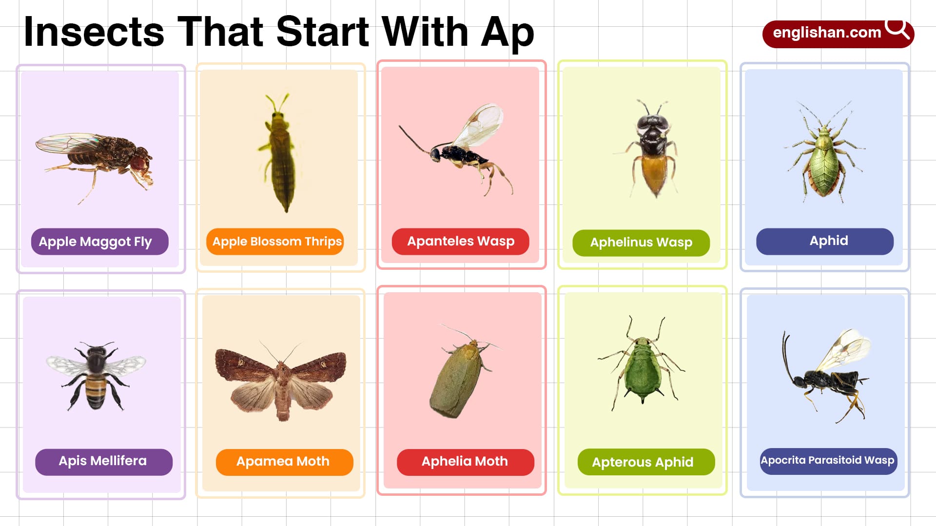 Insects That Start With Ap (50 Words List) – Extensive