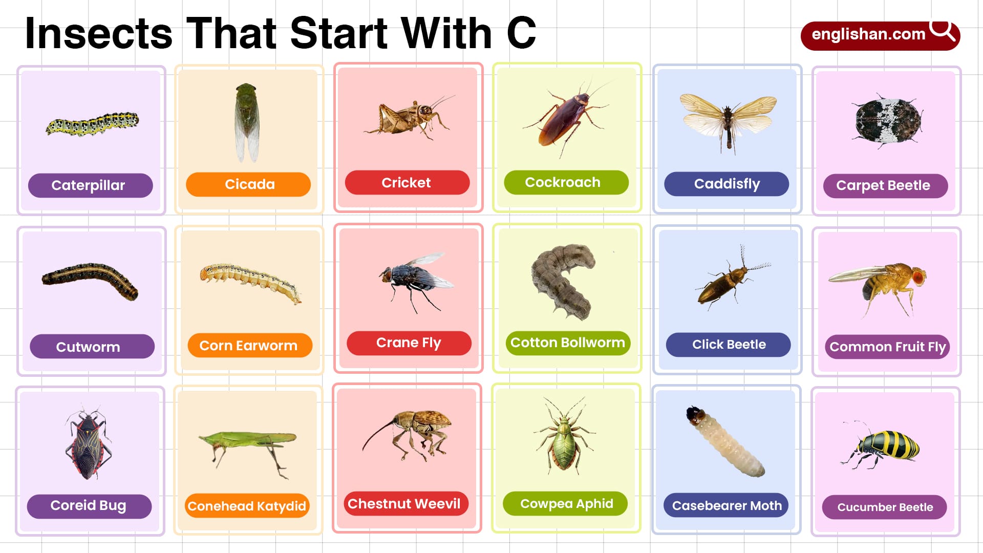 Insects That Start With C (75 Words List in English)