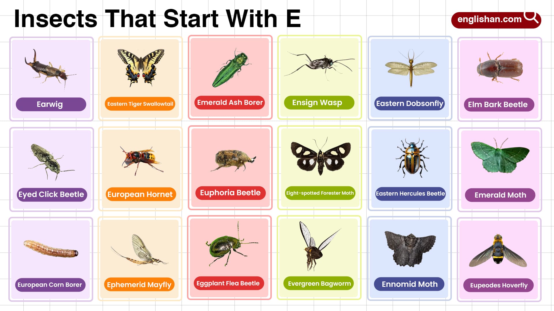 Insects That Start With E – 110+ Complete Vocabulary List
