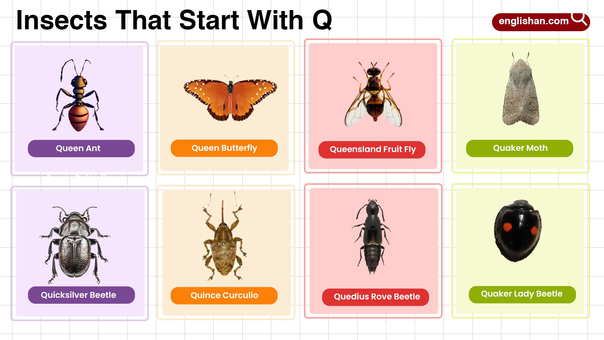 Insects That Start With Q (20 Words List) in English
