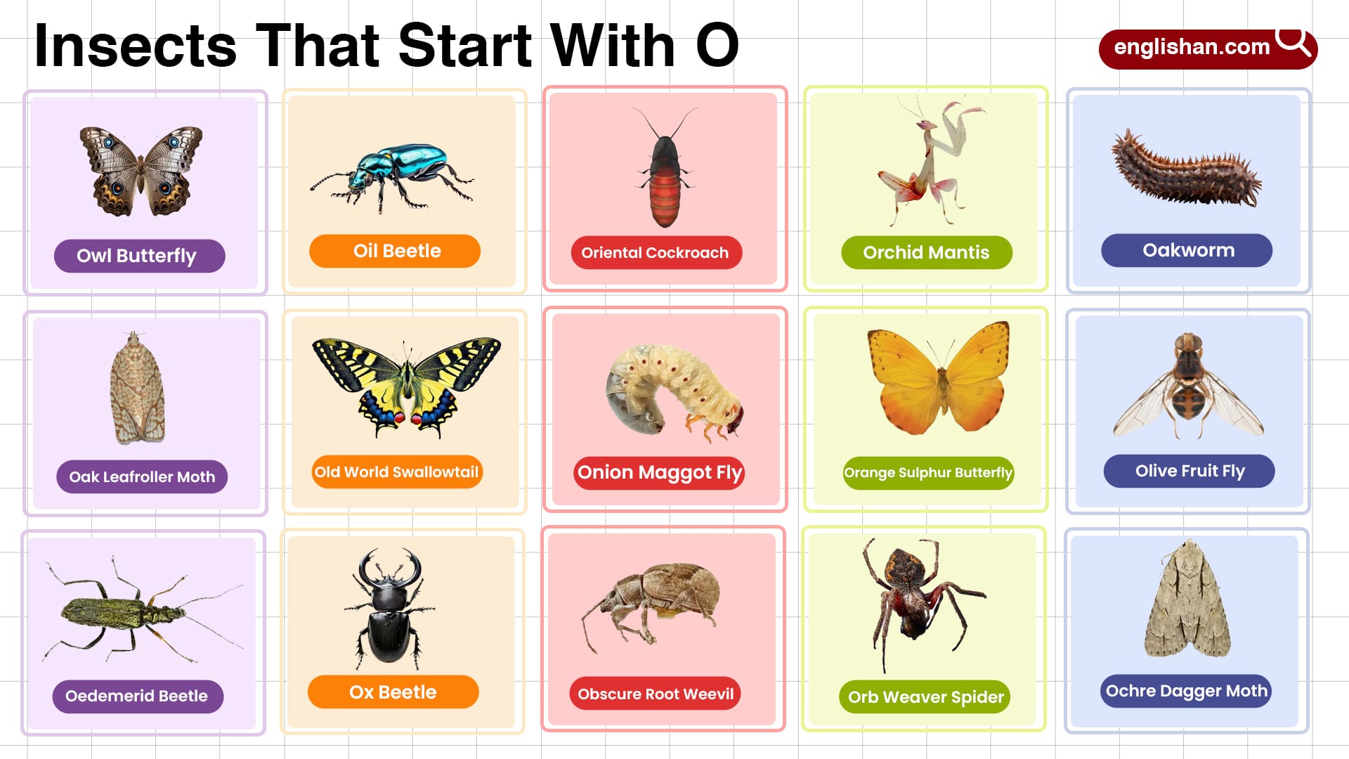 Insects That Start With O – Complete 50 Words List