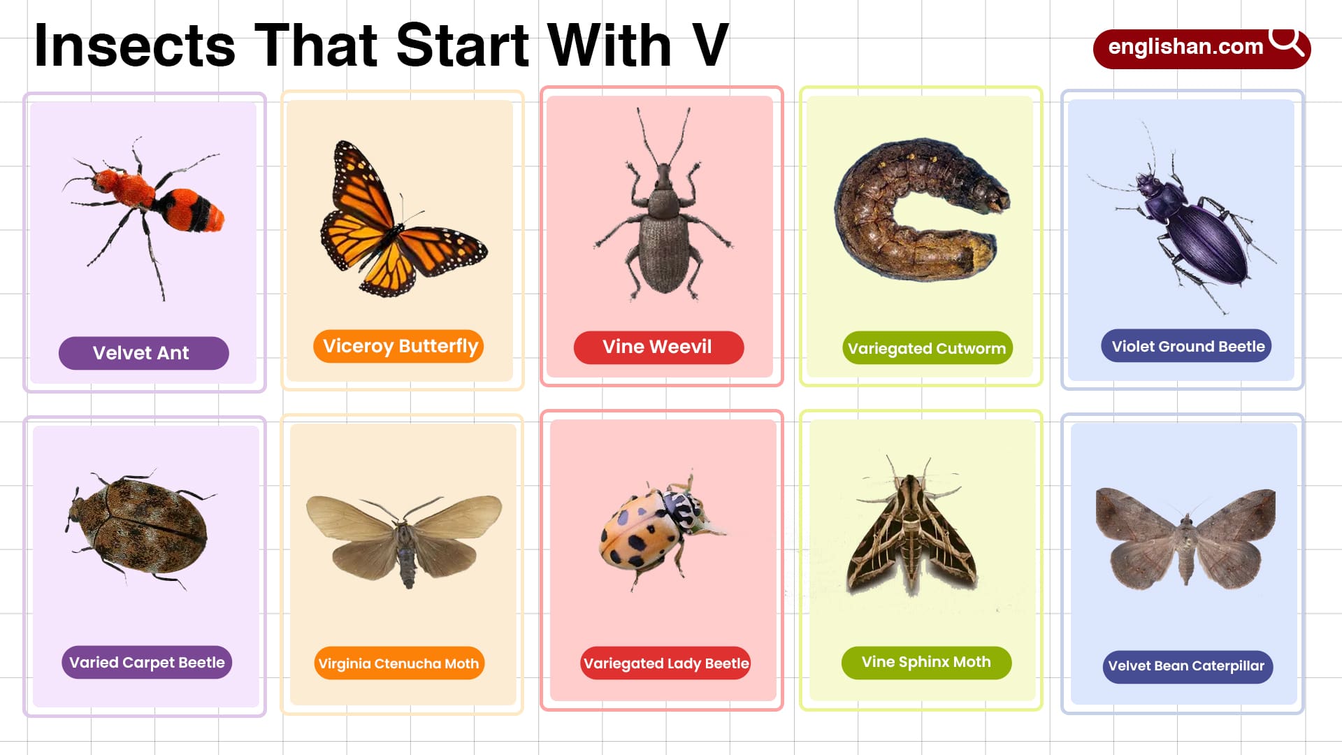 Insects That Start with V – Extensive 30 Words List