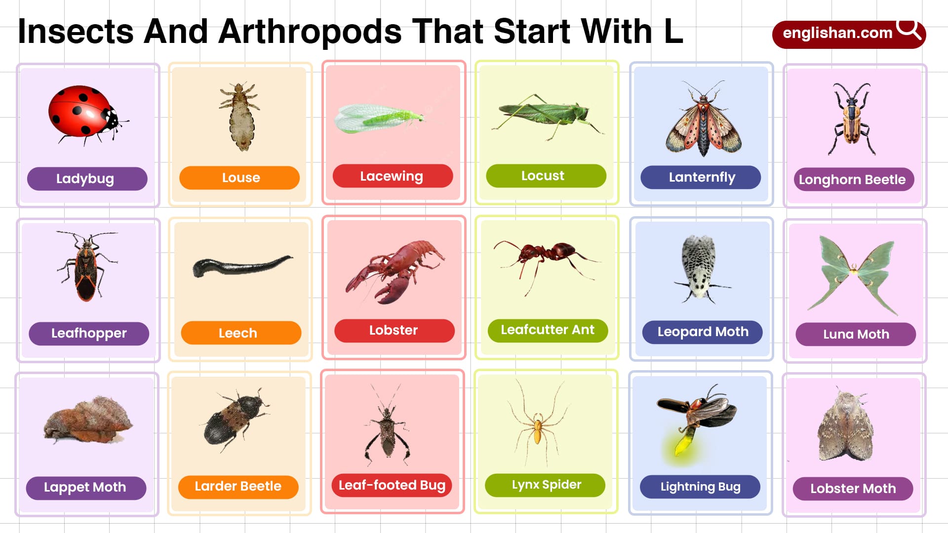Insects and Arthropods That Start With L – Extensive 30 Words List