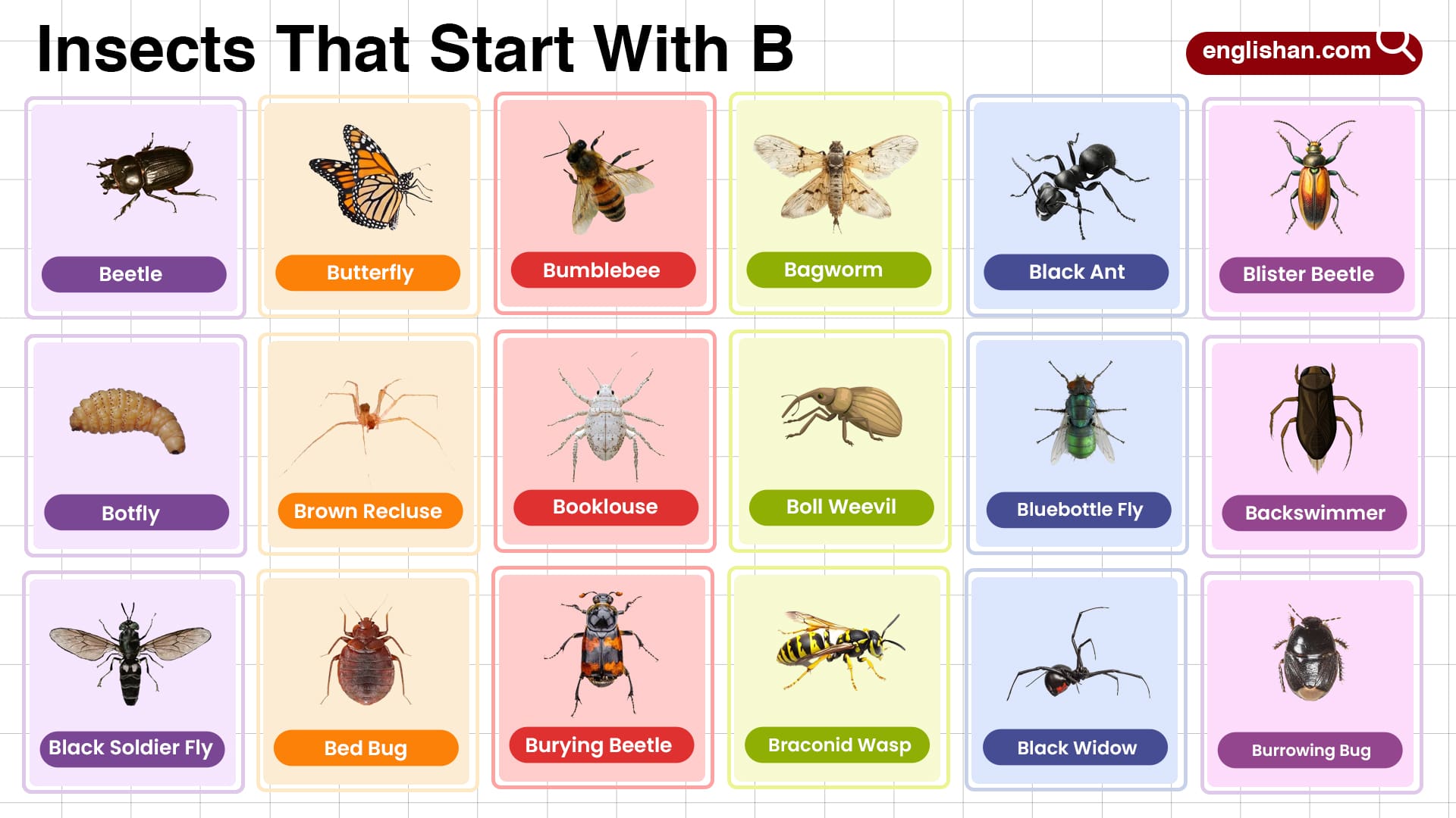 Insects that Start with B – 50 Comprehensive Words List
