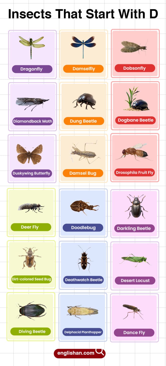 Insects That Start With D – 116+ Complete Vocabulary List