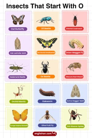 Insects That Start With O – Complete 50 Words List