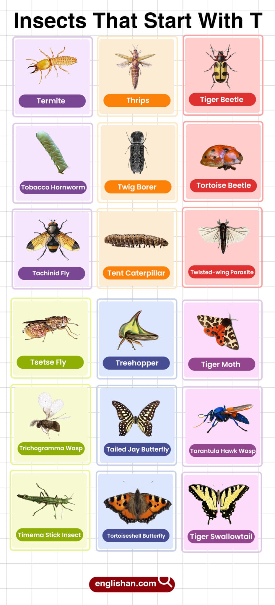 Insects That Start with T – Full 30 Words List in English