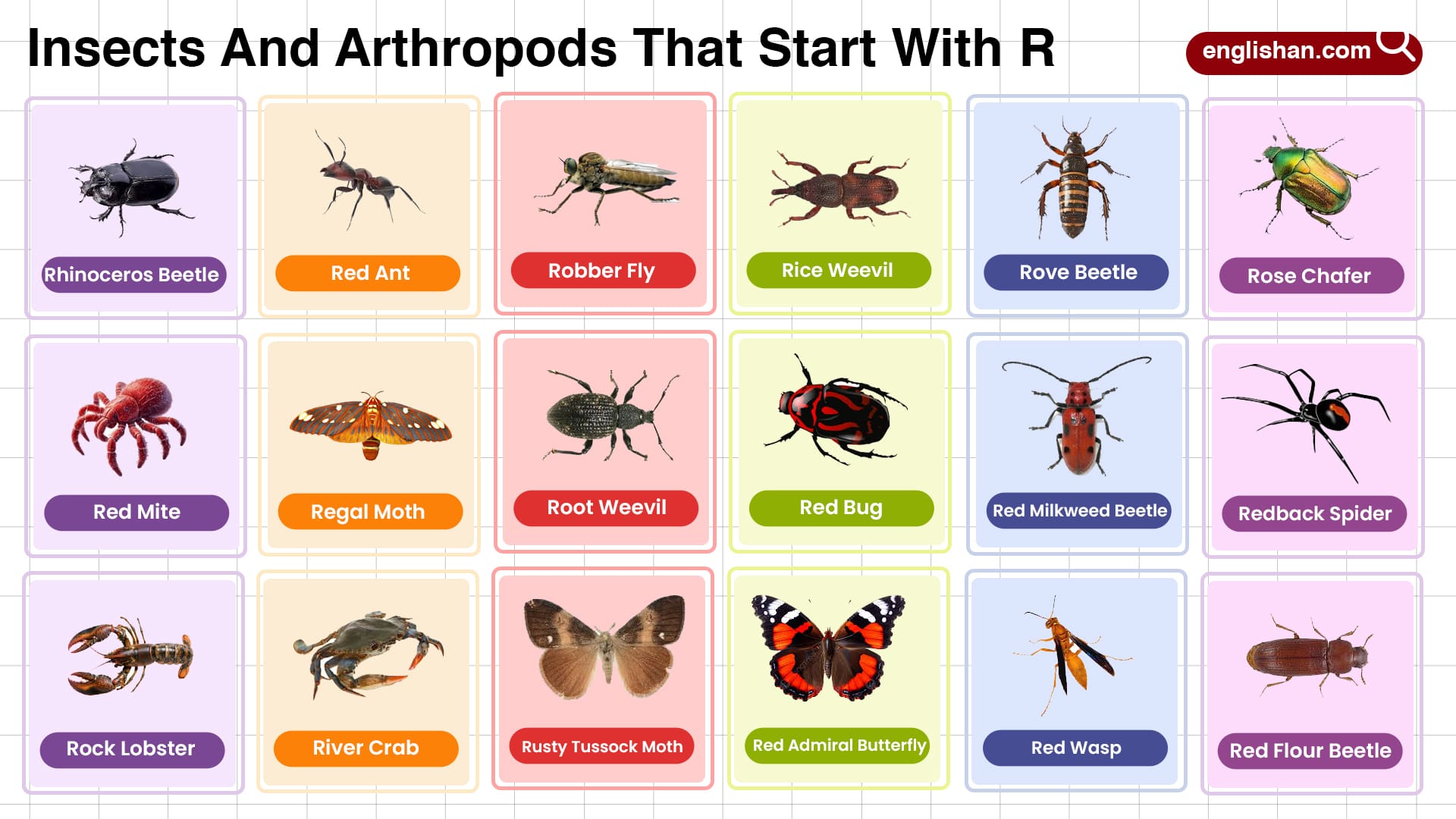 Insects and Arthropods That Start With R – 50 Words List