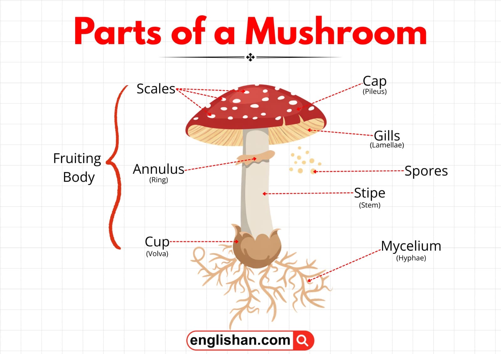 14 Parts of a Mushroom: Labeled Diagram and Anatomy Overview