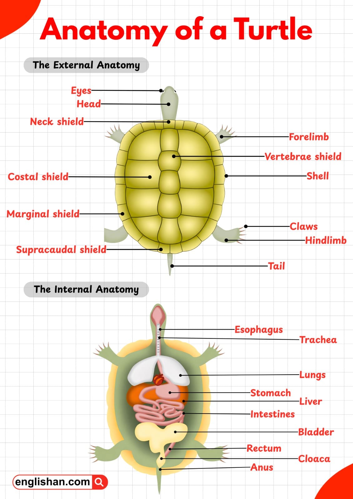Parts of a Turtle with Labeled Diagram (Complete Guide)